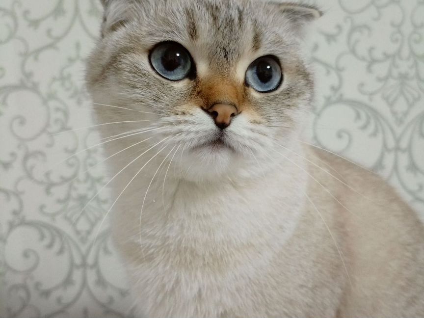 Тайская Кошка для вязки
