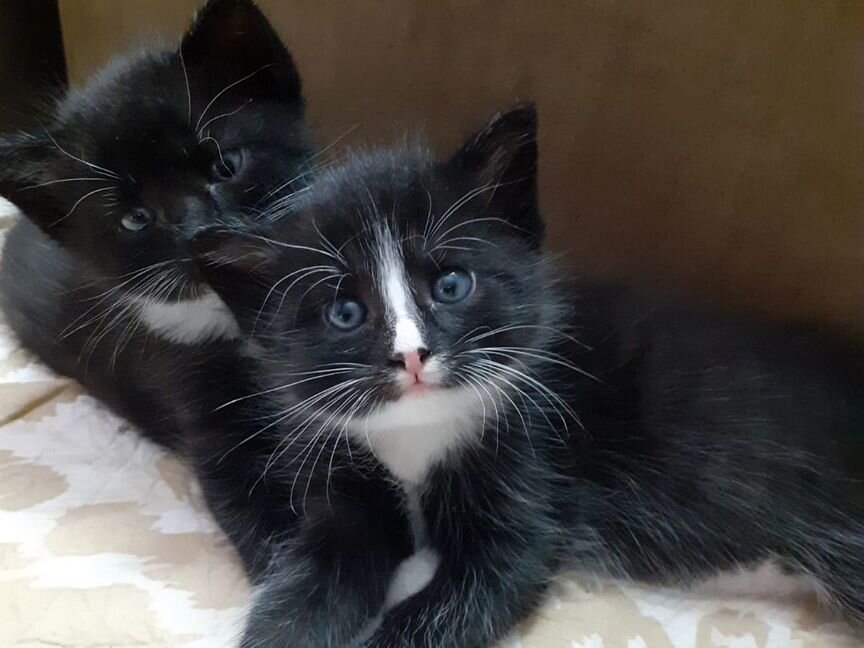 Дворянская порода. коты