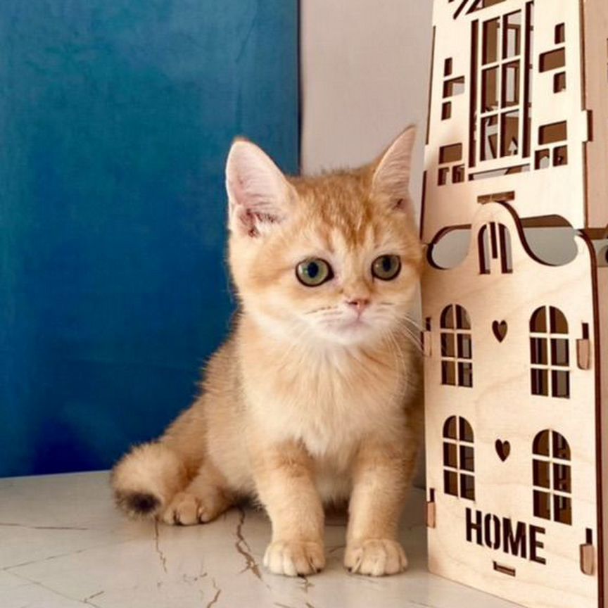Котики Vegas и Vitto