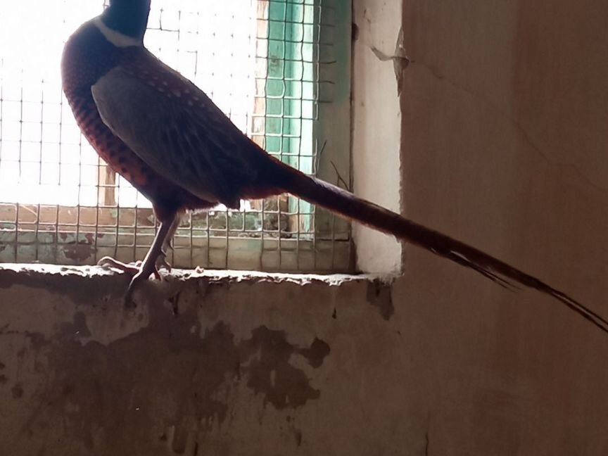 Фазан охотничий