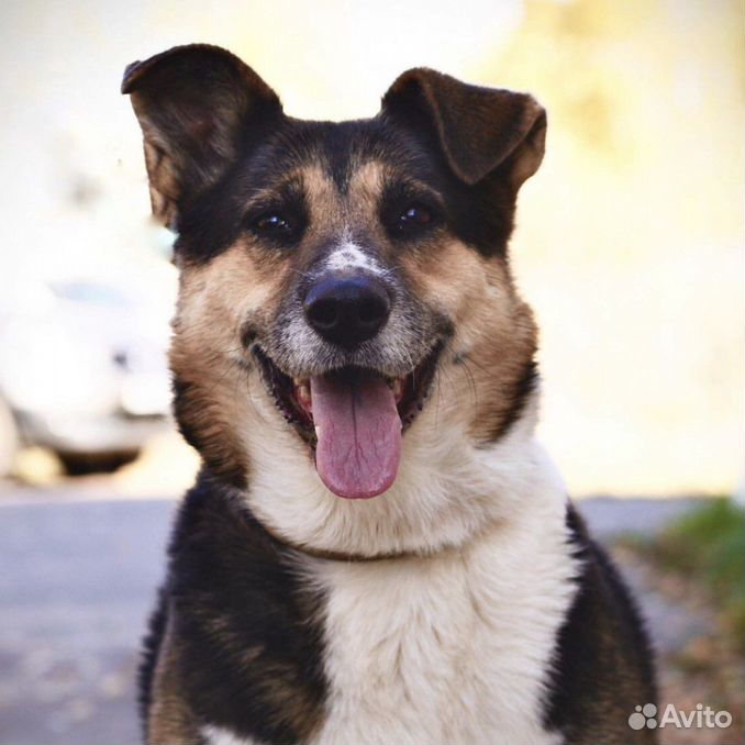 Умная собака Тина ждёт хозяина в приюте