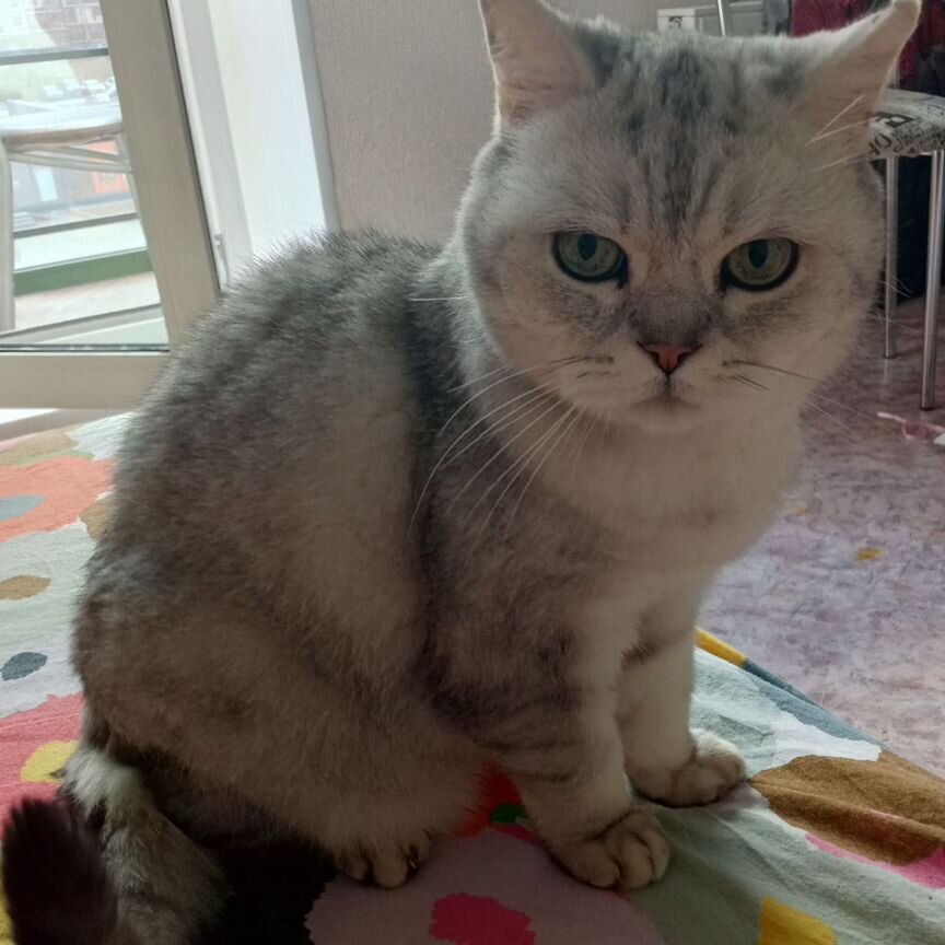 Взрослый кот в добрые руки