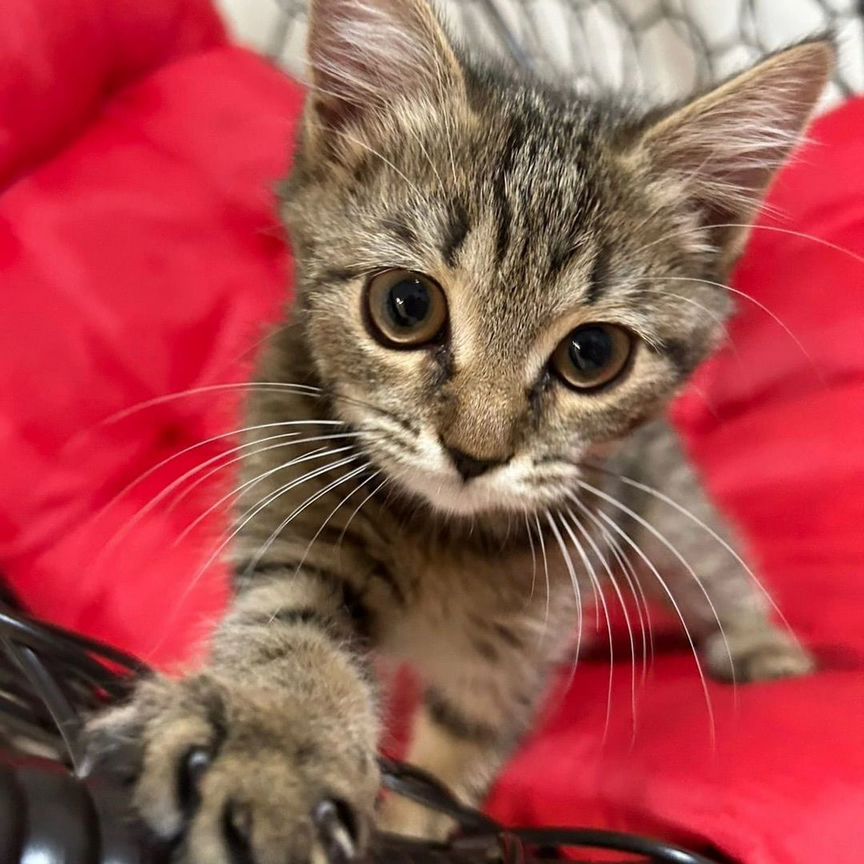 Домашние животные кошки