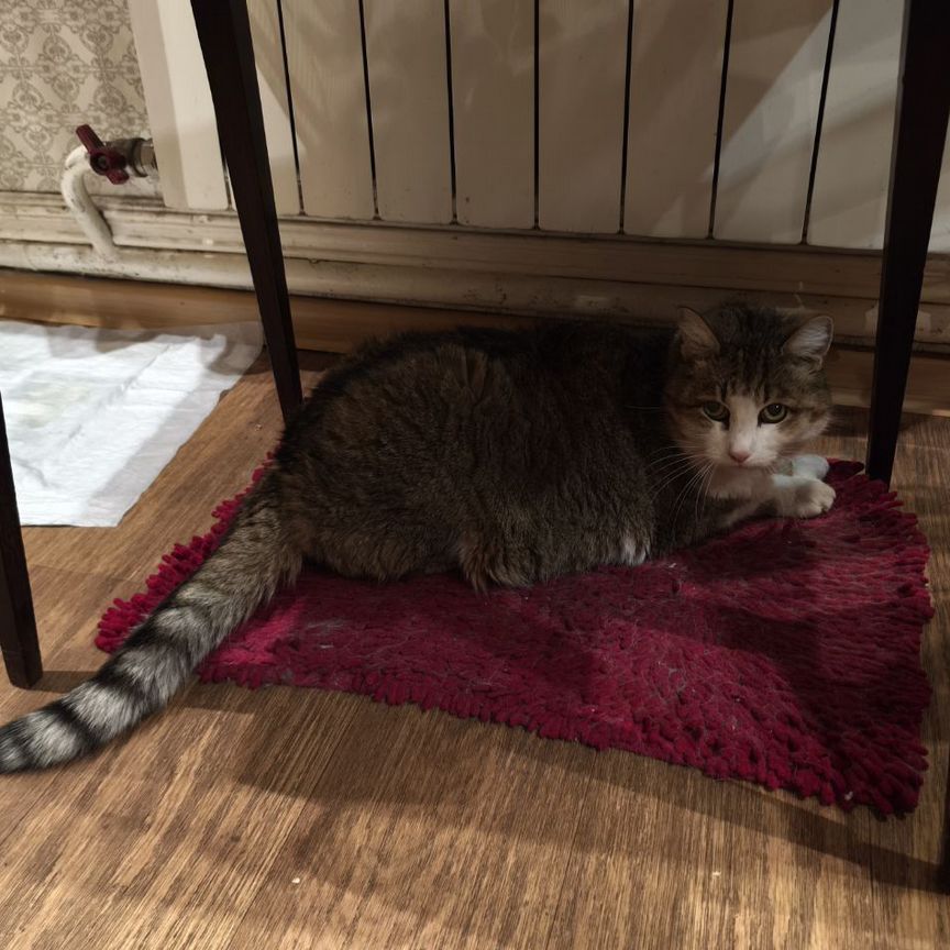 Взрослый кот в добрые руки