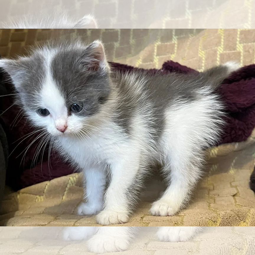 Сибирский котёнок