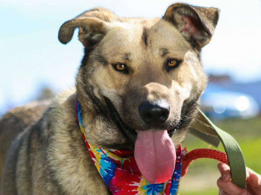 Кайзер ищет семью, в добрые руки