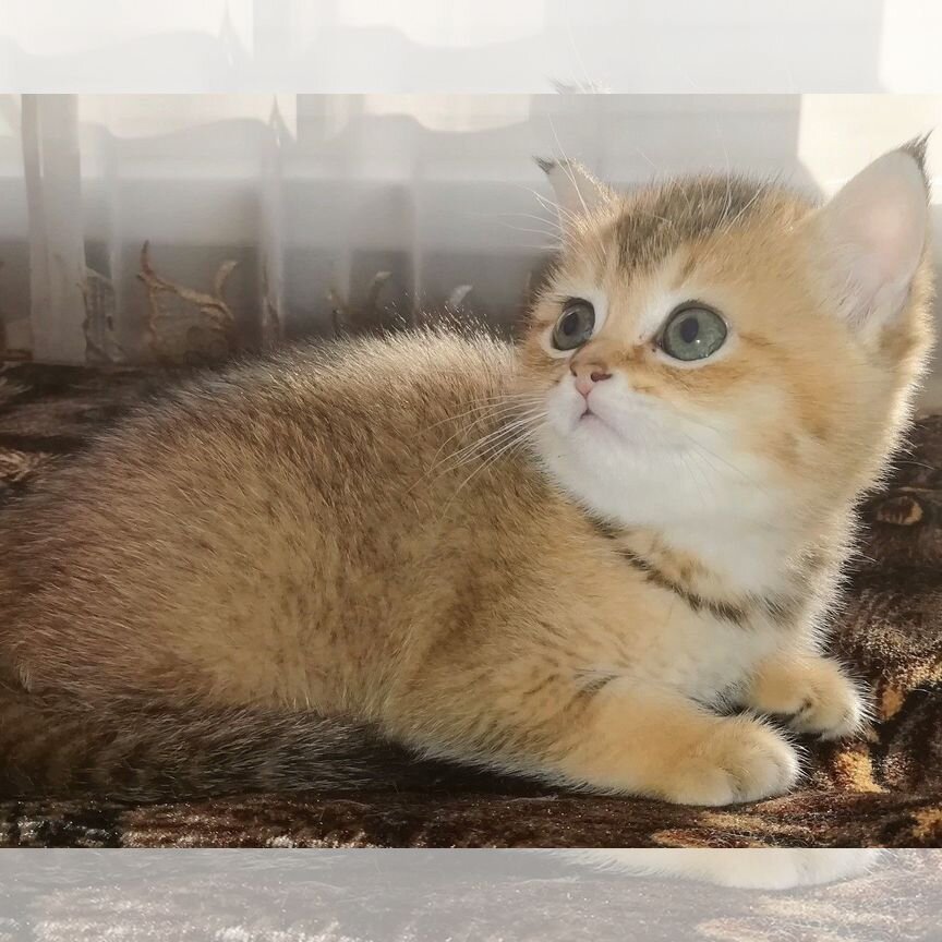 Шотландские золотые котята беби-фейс