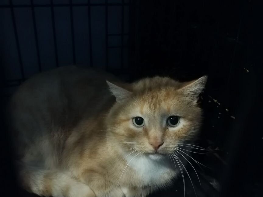 Огромный рыжий кот