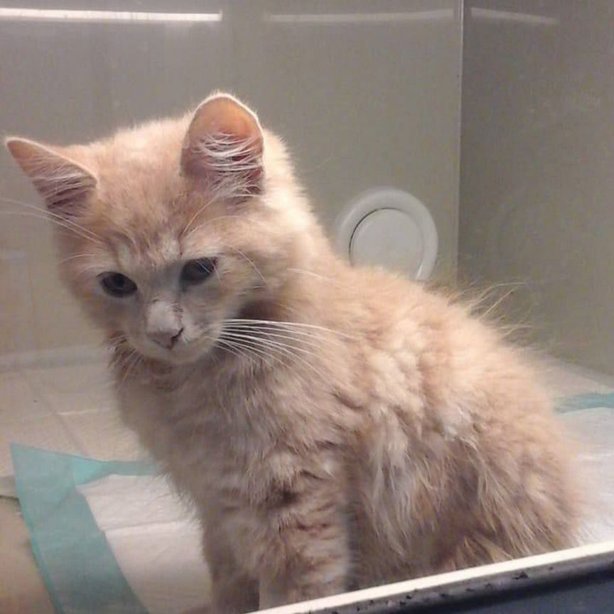 Дом рыжему коту-спинальнику