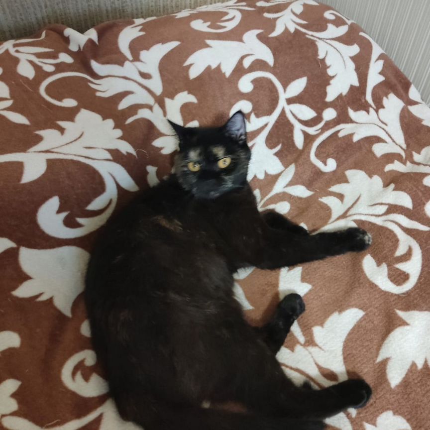 Кошка