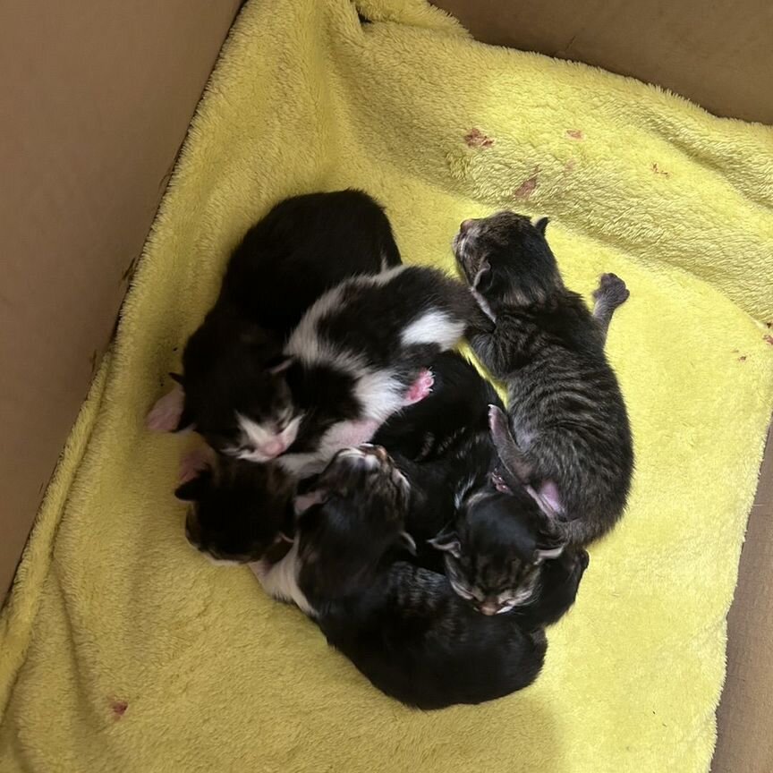 Домашние животные бесплатно