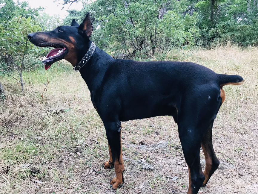 Доберман вязка