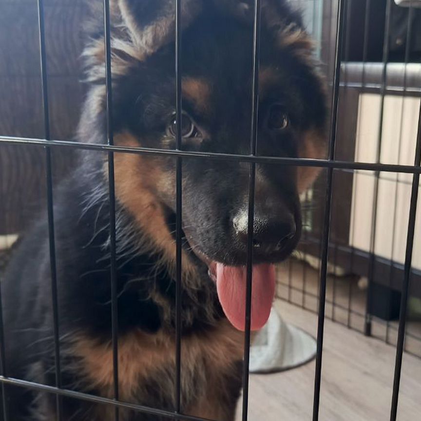 Немецкая овчарка, щенок