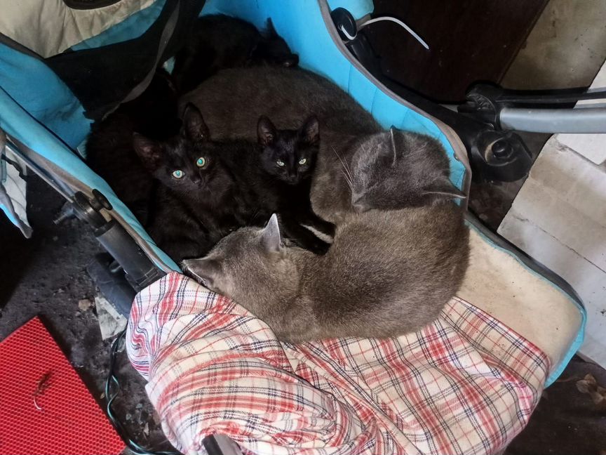 Котята (4 чёрных негритёнка) в добрые руки