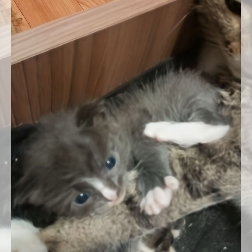 Котёнок в добрые руки