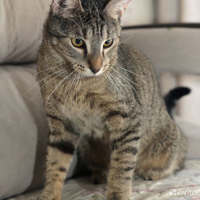 Котята в добрые руки Вжик