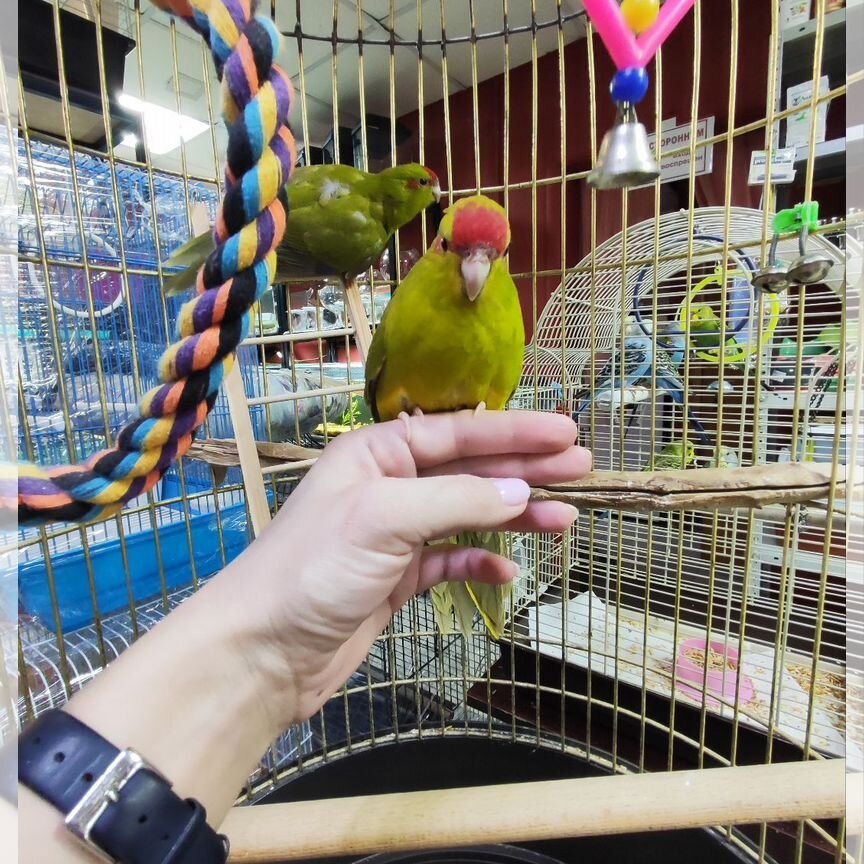 Новозеландский какарик