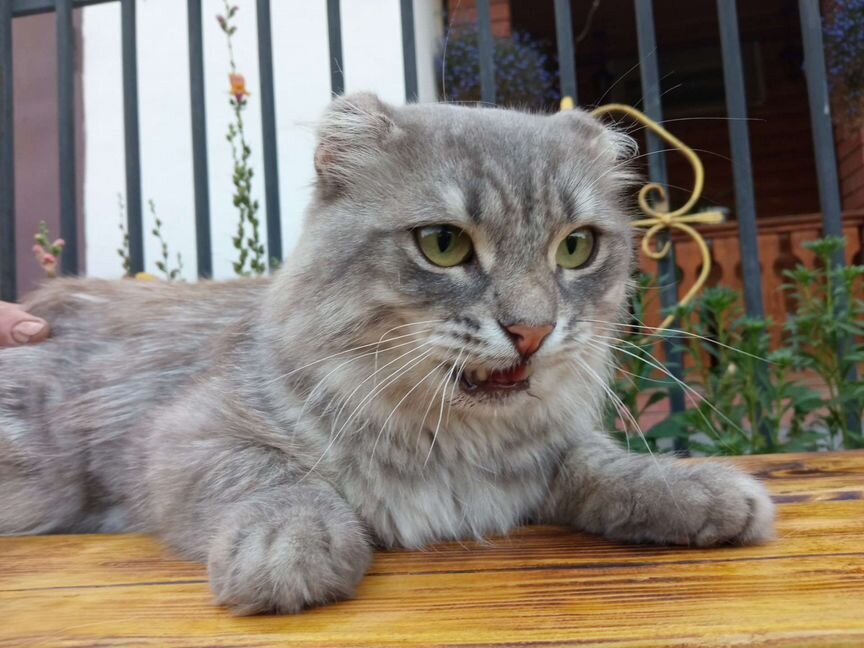 Кот в дар