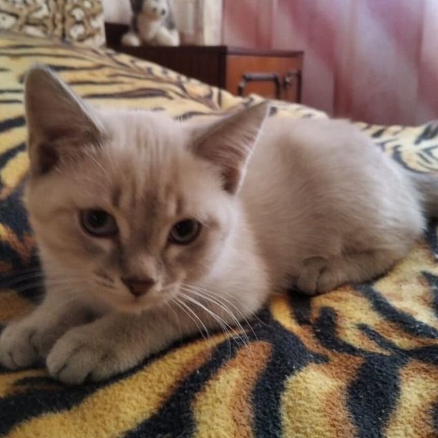 Отдам в добрые руки котенка девочка 3 месяца