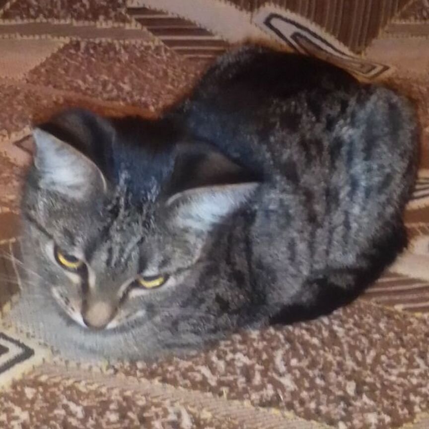 Кошки