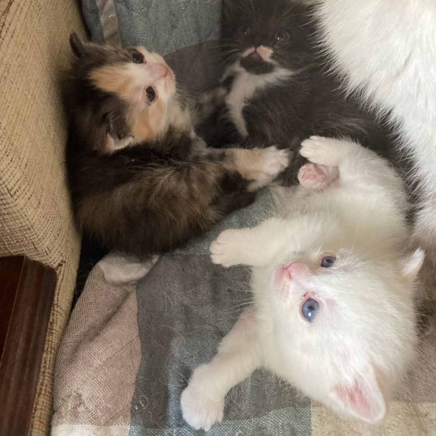 Котята