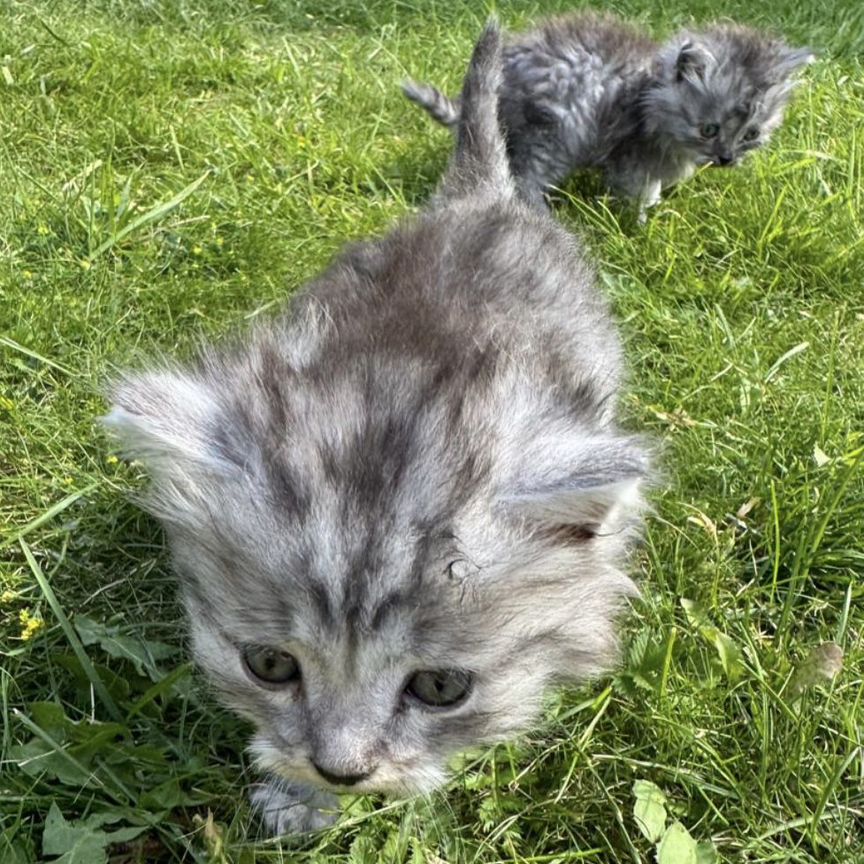 Отдам в добрые руки котят