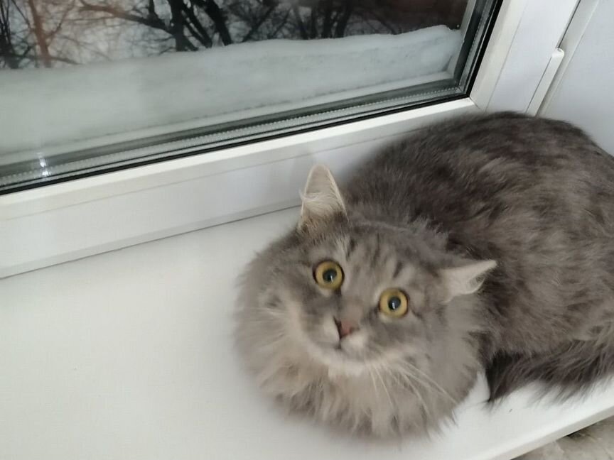 Кот боец(охранник) ищет дом