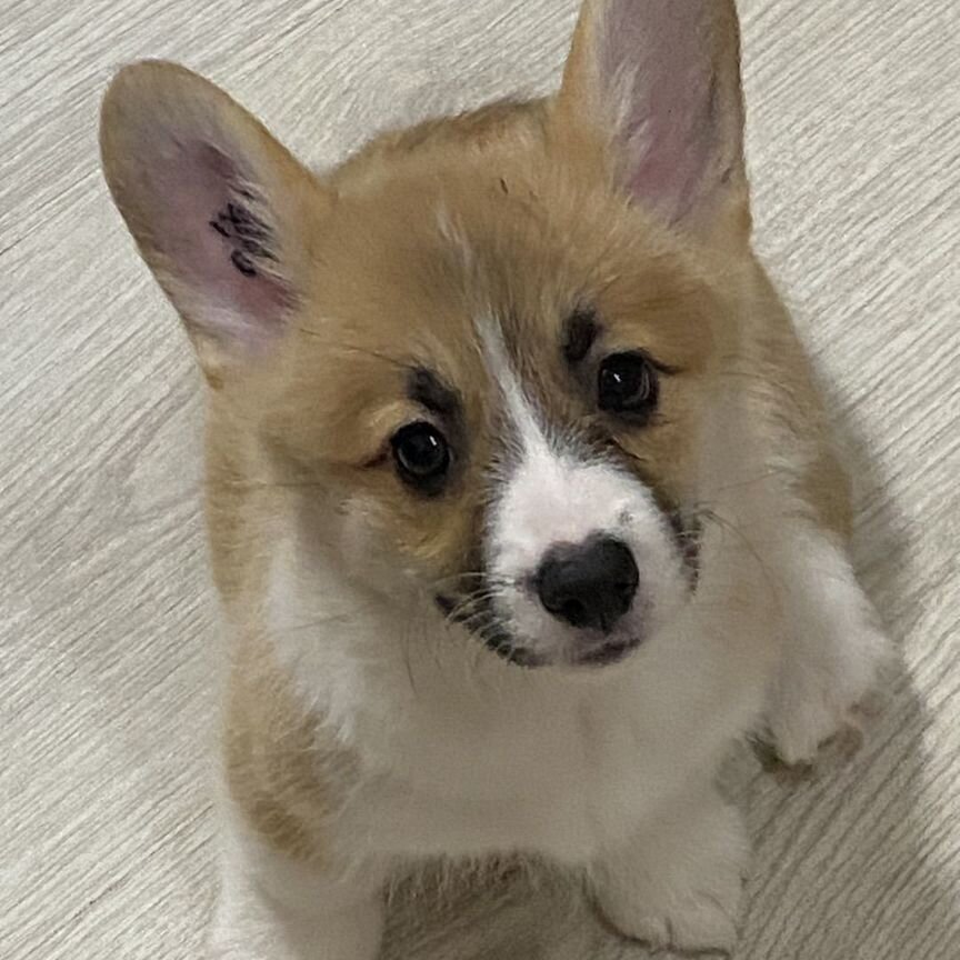 Щенки вельш-корги пемброк