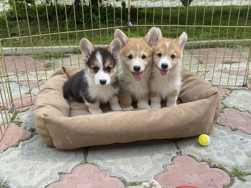 Вельш-корги пемброк щенки