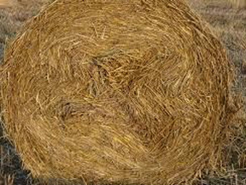 Солома гороховая