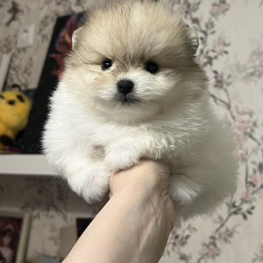 Померанский шпиц, щенок