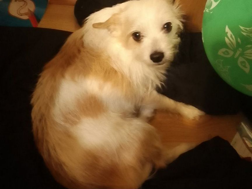 Отдам собак в добрые руки