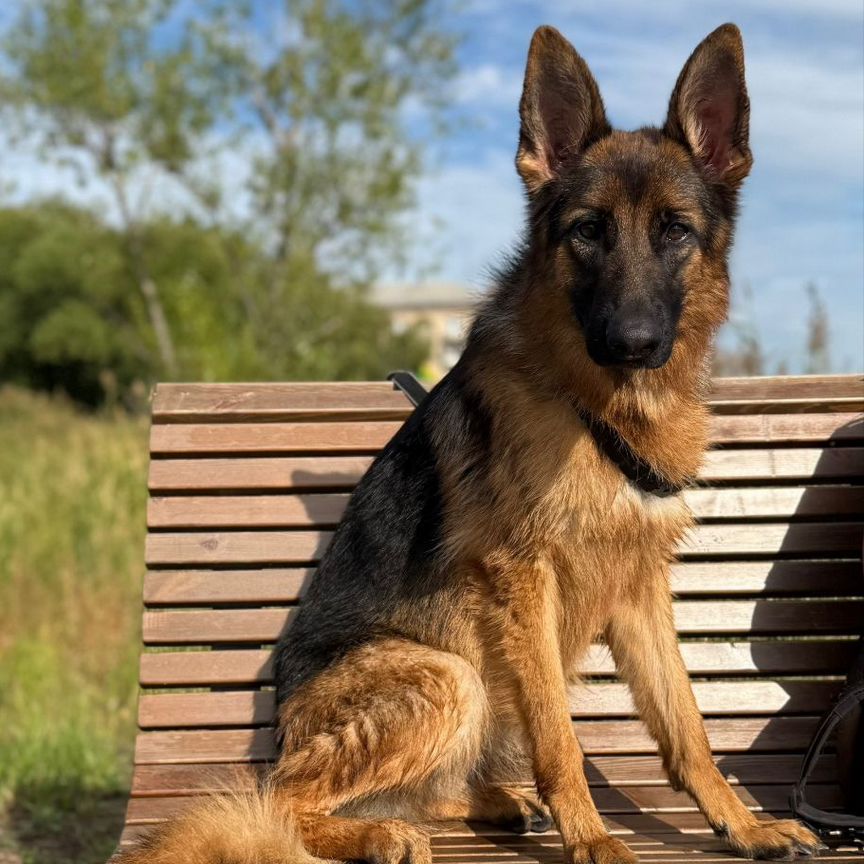 Немецкая овчарка, взрослая собака