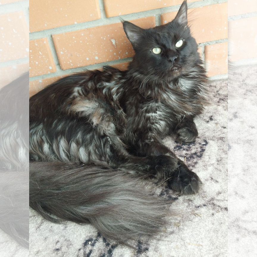 Мейн-кун вязка