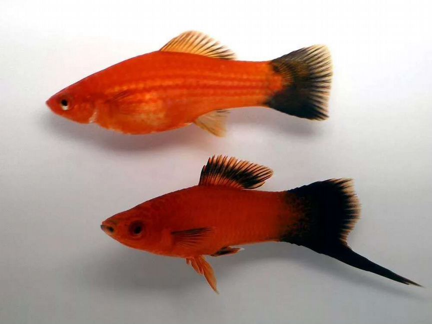 Мальки меченосцев