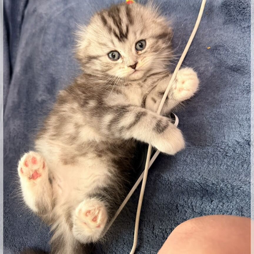 Шотландский вислоухий короткошёрстный котёнок