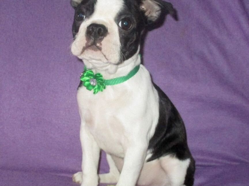 Щенки бостон терьер