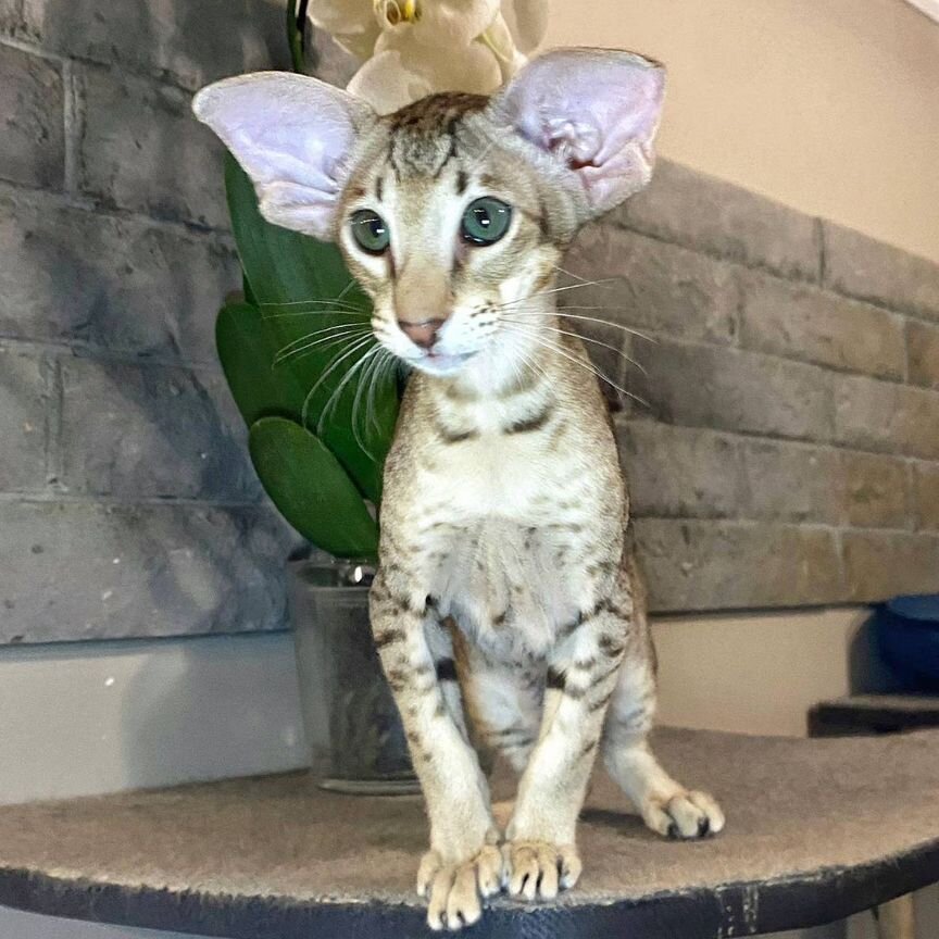 Ориентальные котята