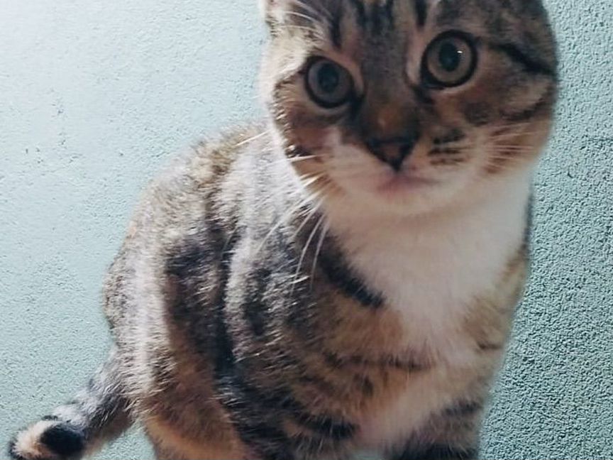 Котенок - кошечка (4 месяца)