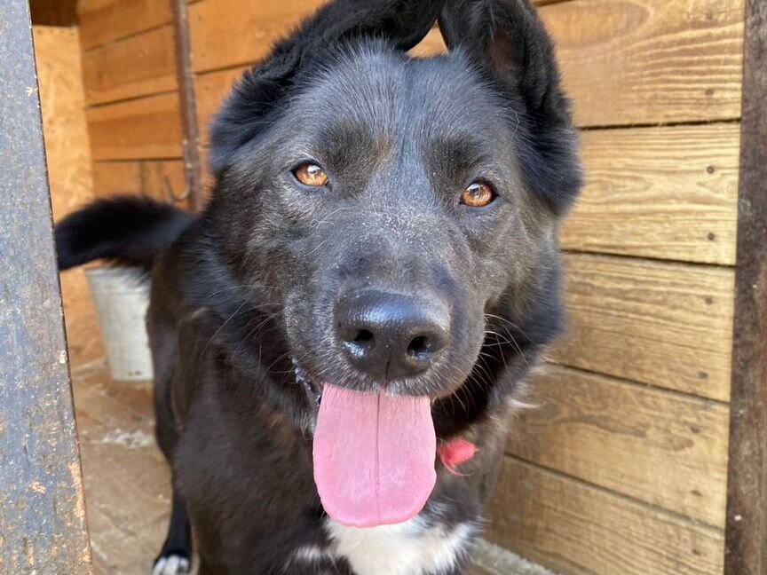 Задорная собака скучает в приюте