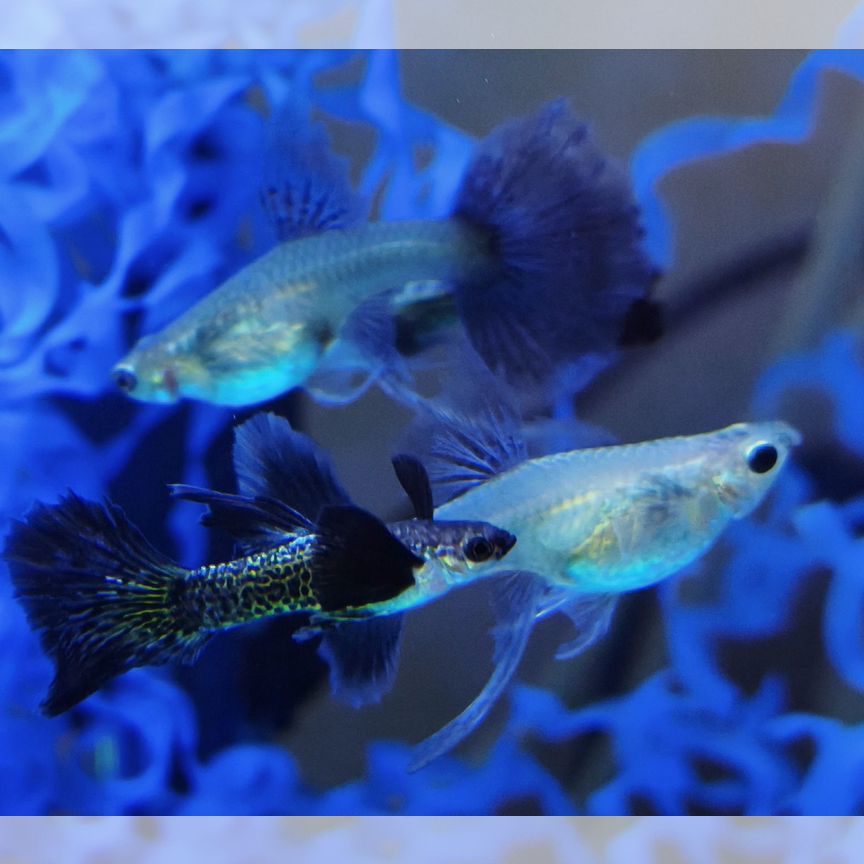 Гуппи Purple Dragon Dumbo Ribbon