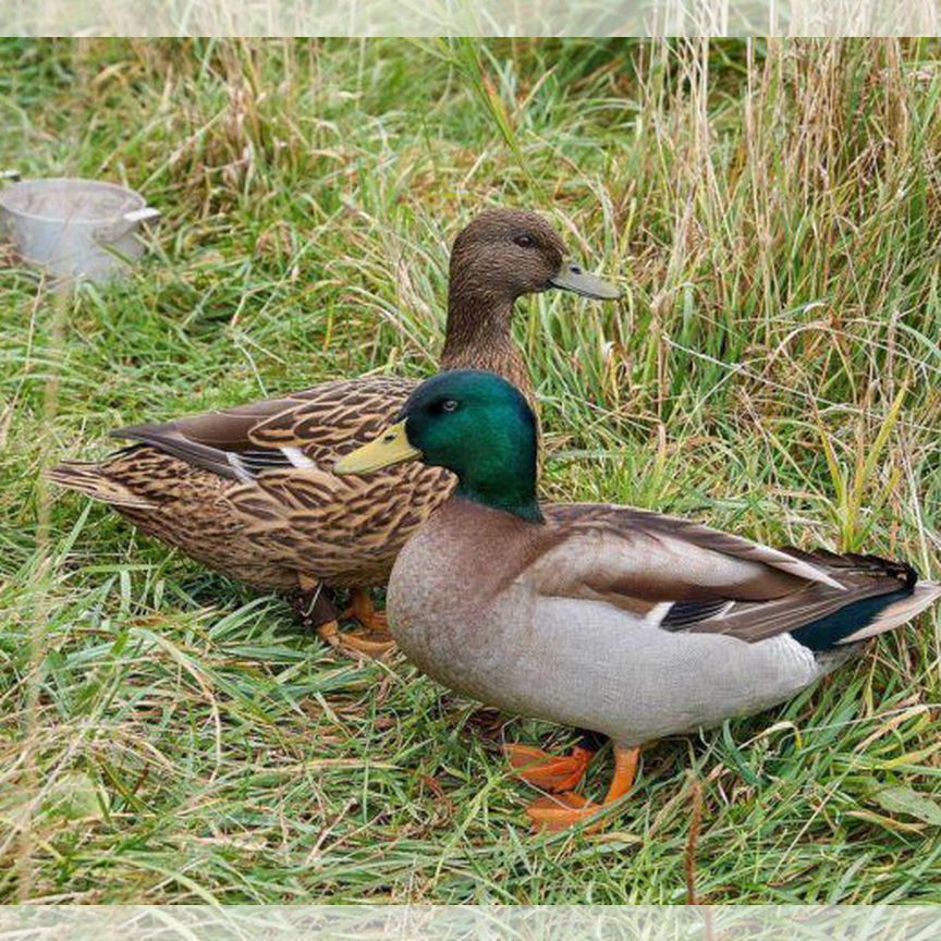 Подсадные утки