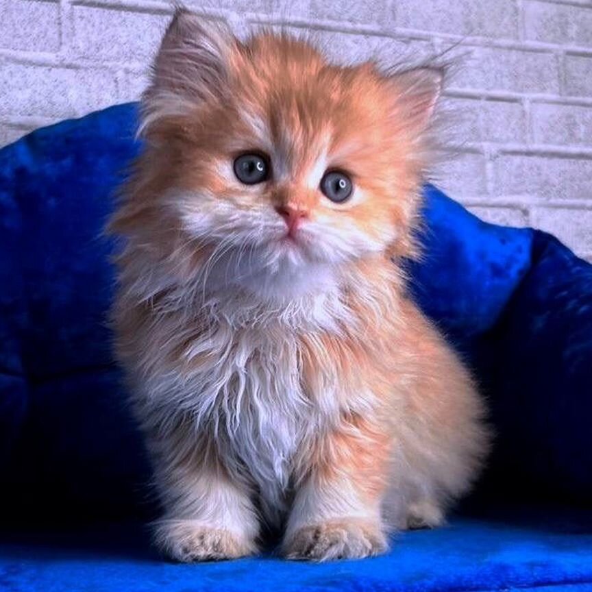 Британский длинношёрстный котёнок