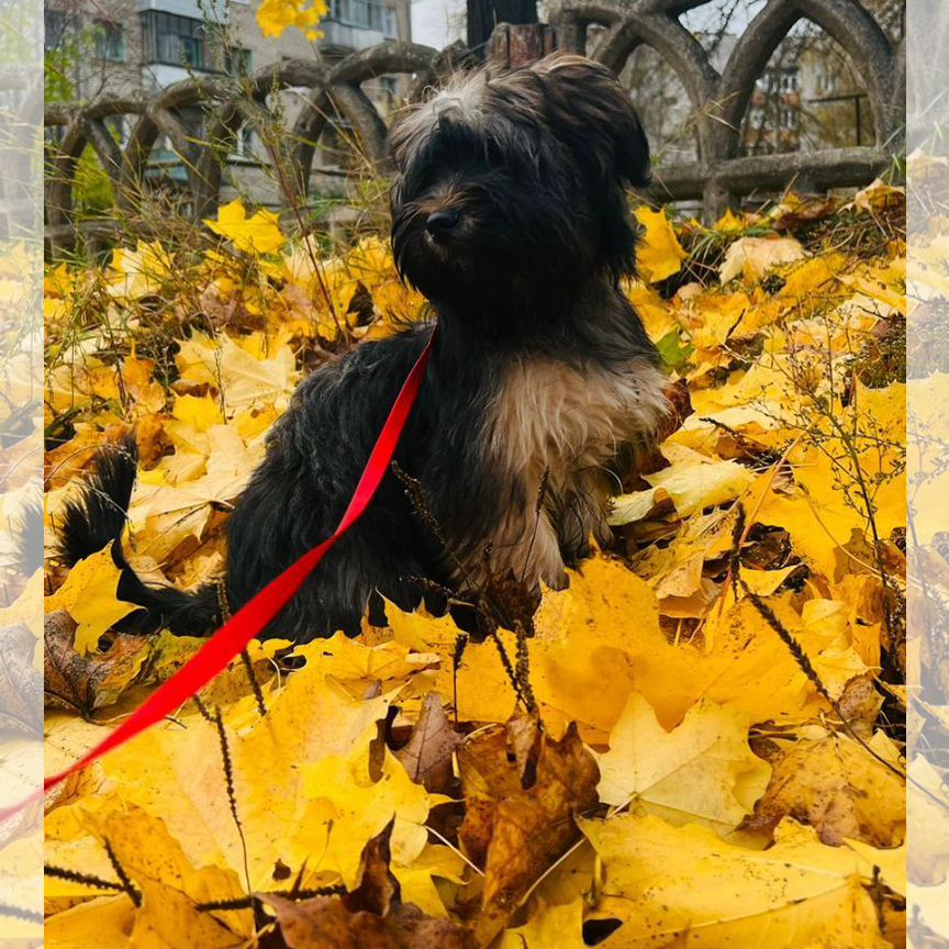 Щенок в добрые руки