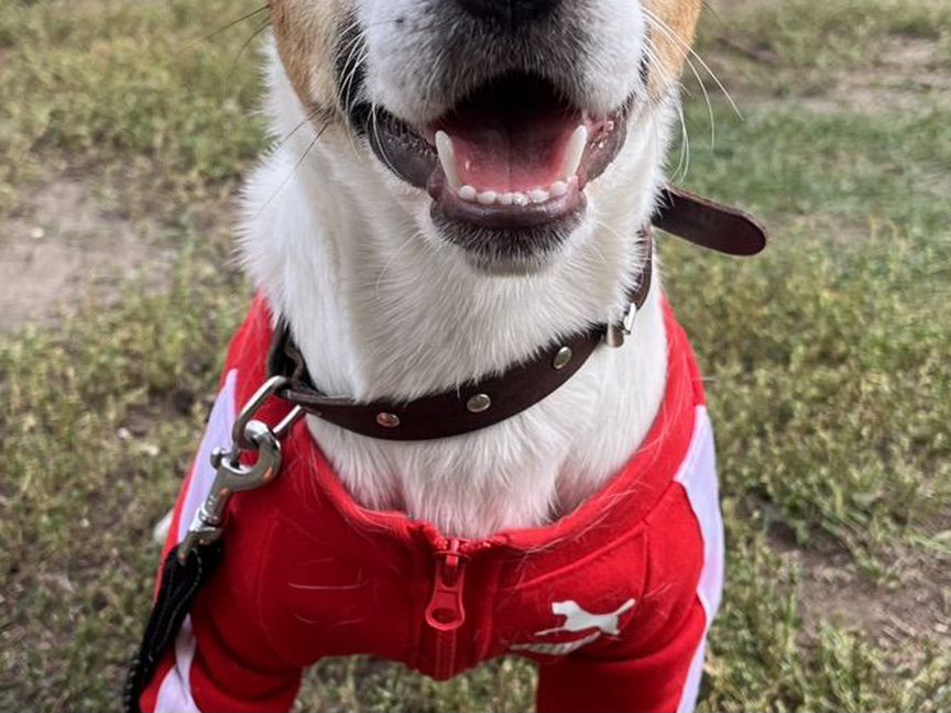 Вязка джек рассел терьер