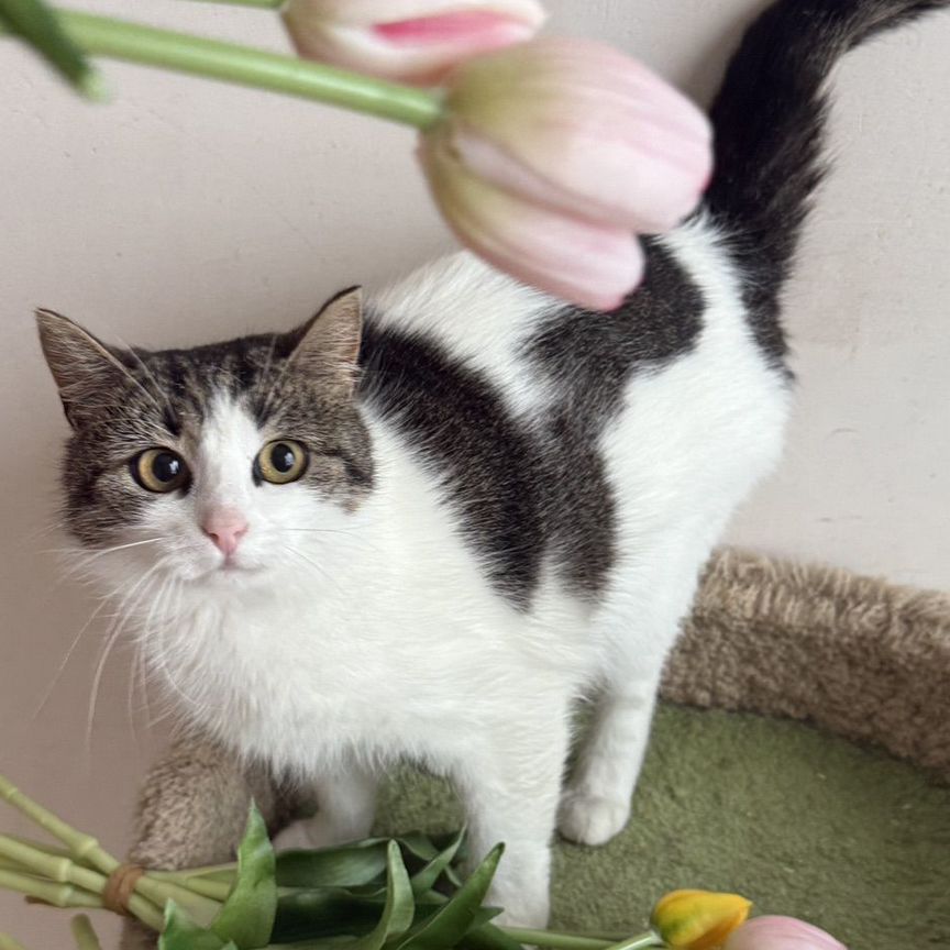 Взрослая кошка в добрые руки