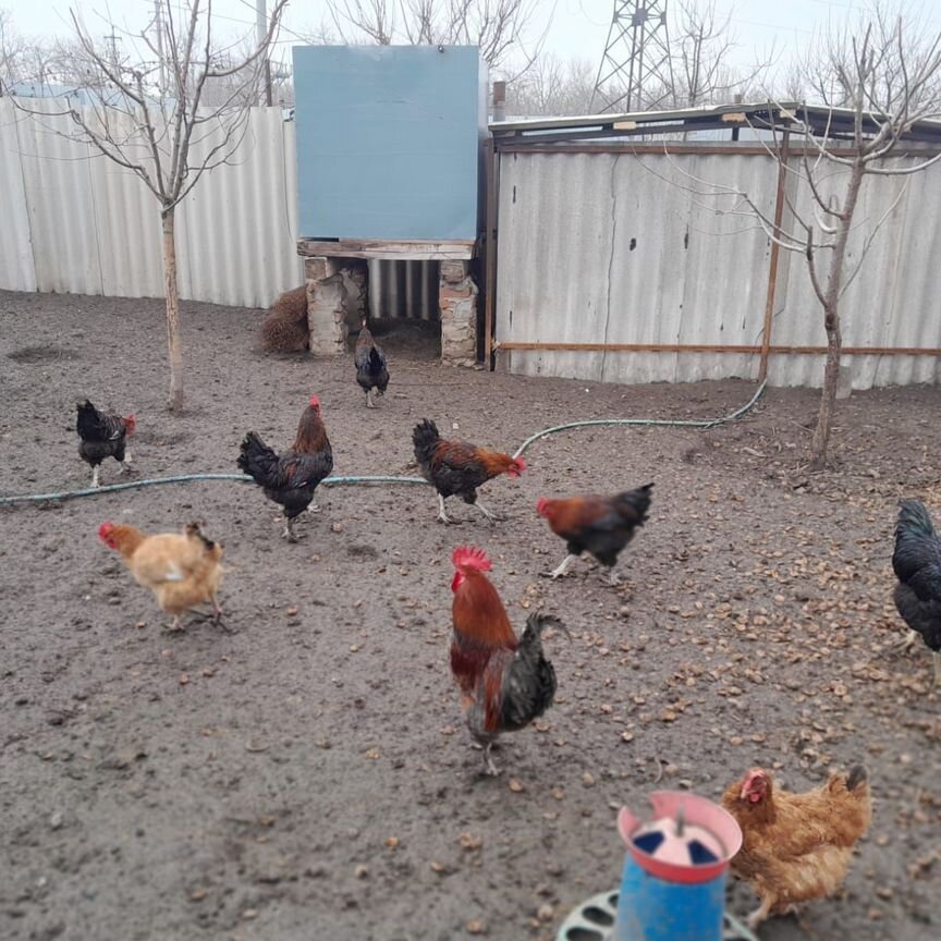 Петушки