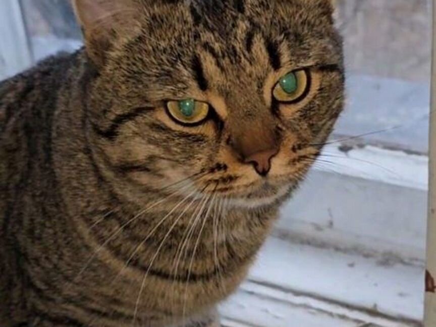 Кошка в дар бесплатно