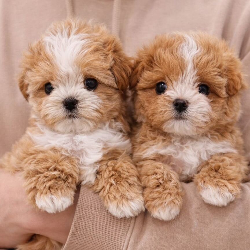 Мальтипу, щенок