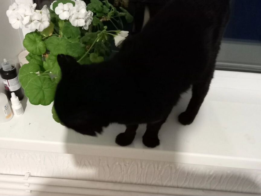 Нашёл котика